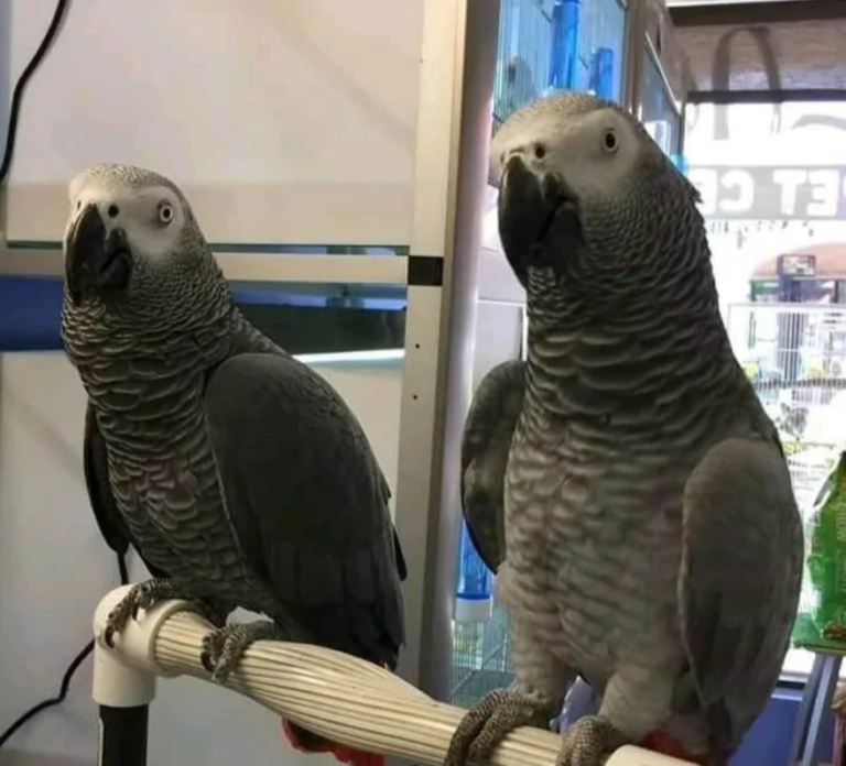 Buy African Grey Parrots | Parrot Haven