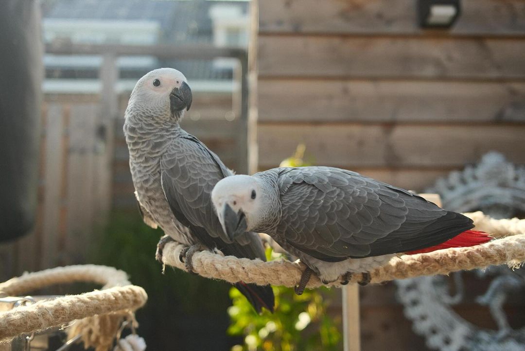 African Grey Parrot for Sale Glasgow | Parrot Haven